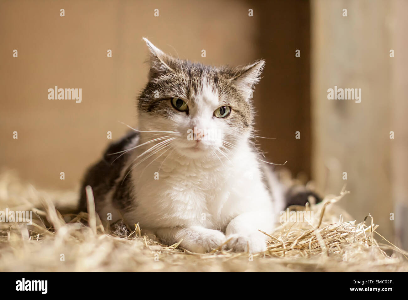 Portrait of cat on straw Stock Photo - Alamy