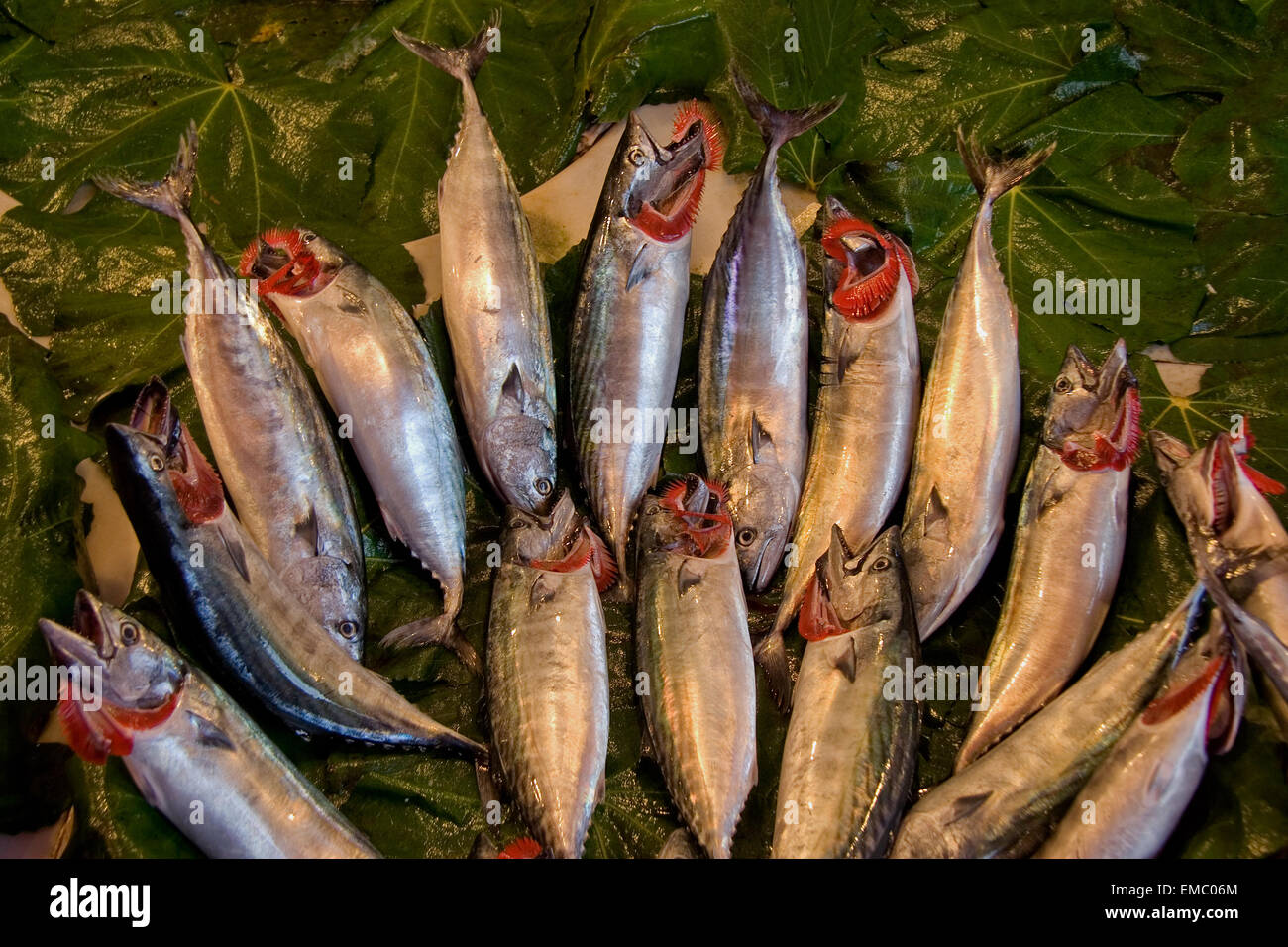 Asian fig hi-res stock photography and images - Alamy