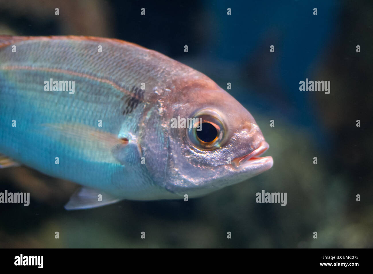 Fish of the Mediterranean coast, Oblada melanura Stock Photo - Alamy