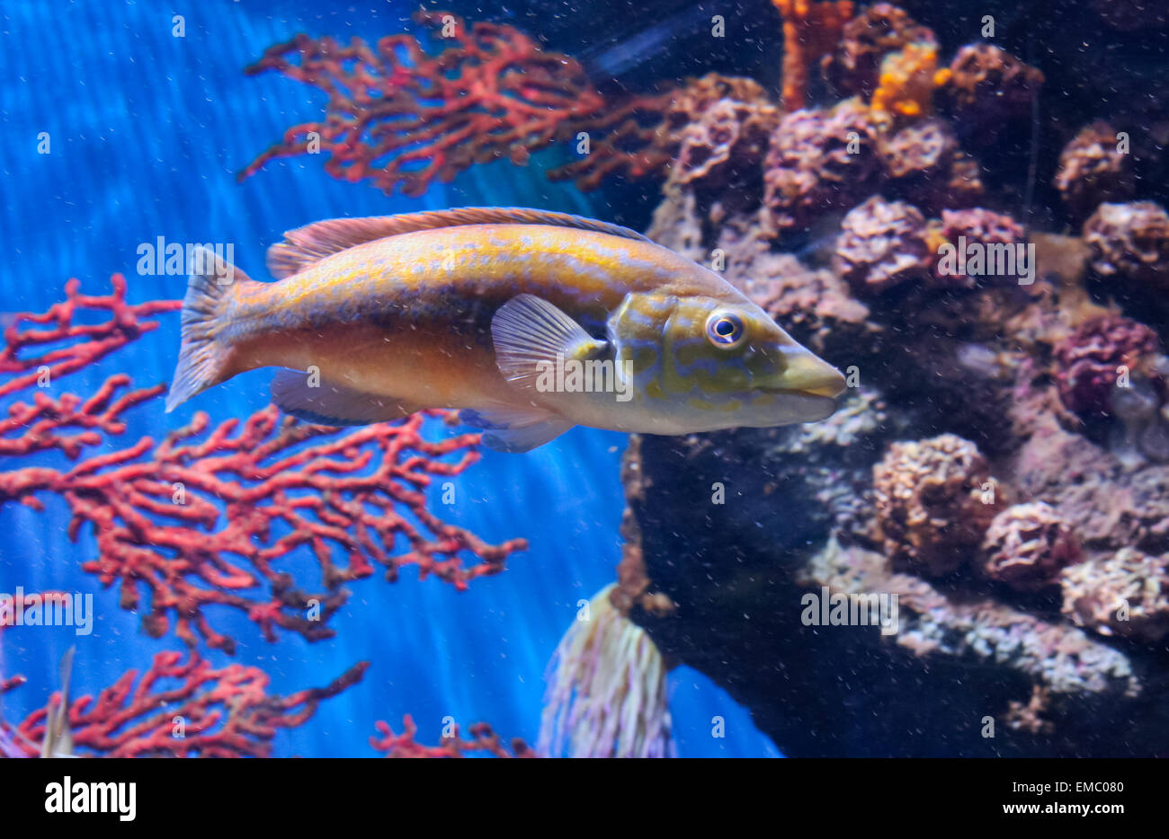 Colored fish of Mediterranean sea, in aquarium, Barcelona, Spain Stock ...