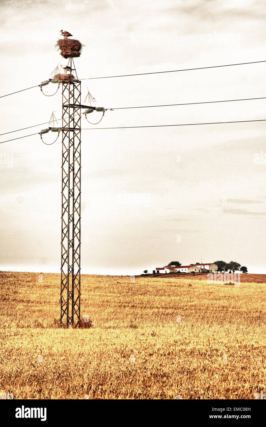 Yellow wheat fields and electric pylons full of stork nests, Spain ...
