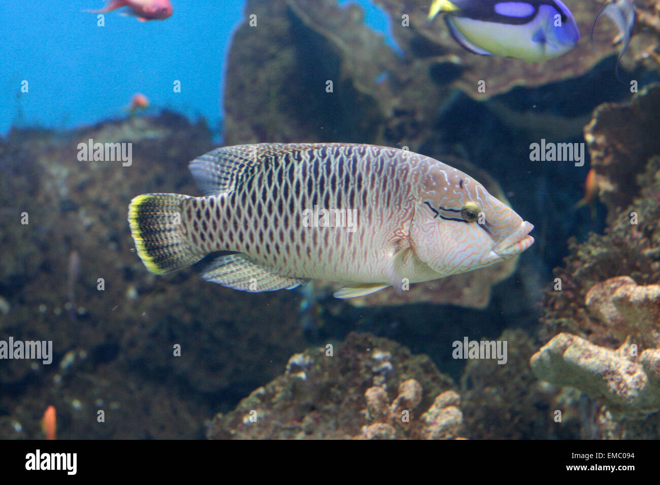Mediterranean Reef Fish