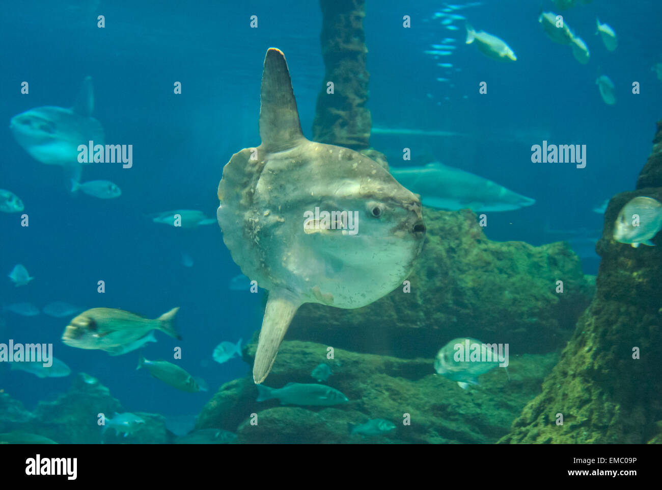 Huge luna-fish or mola-mola, in aquarium, Barcelona, Spain Stock Photo ...