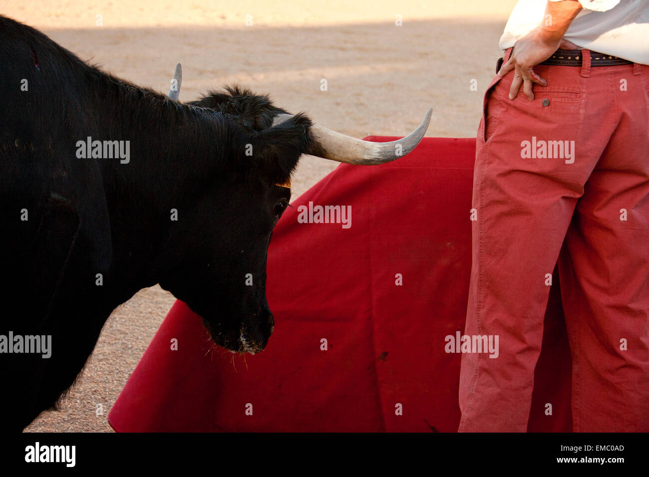 Training bullfight day in order to select animals for breed braves ...
