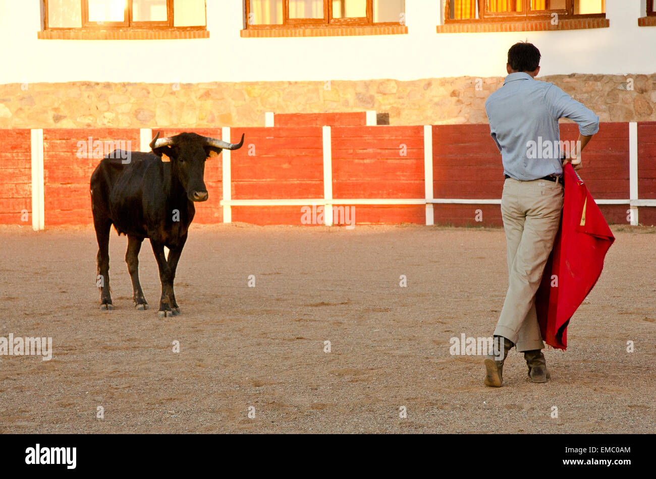 Bullfighter performs in order to select animals for breed braves ...