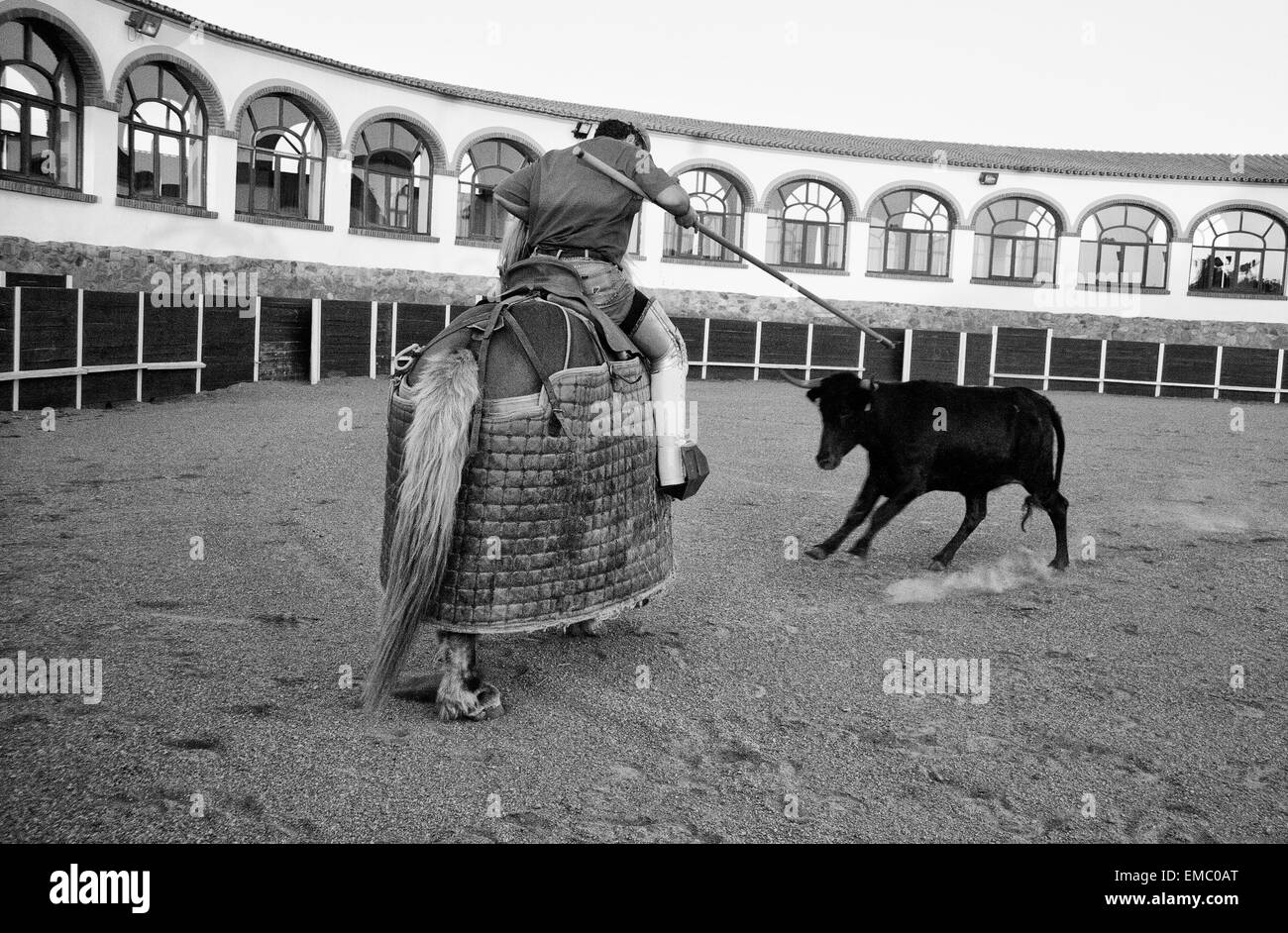 Training bullfight day in order to select animals for breed braves ...