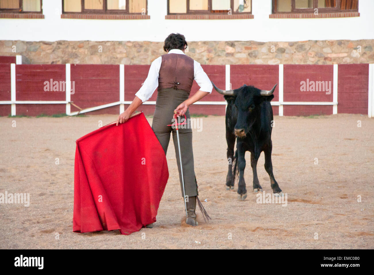 Bullfighter performs in order to select animals for breed braves ...