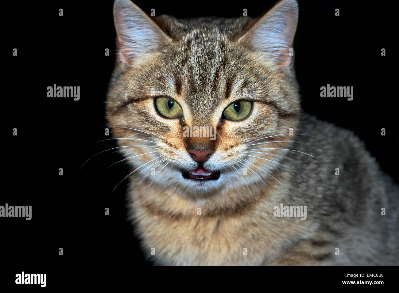 Gray tabby cat threatening isolated over black background Stock Photo ...