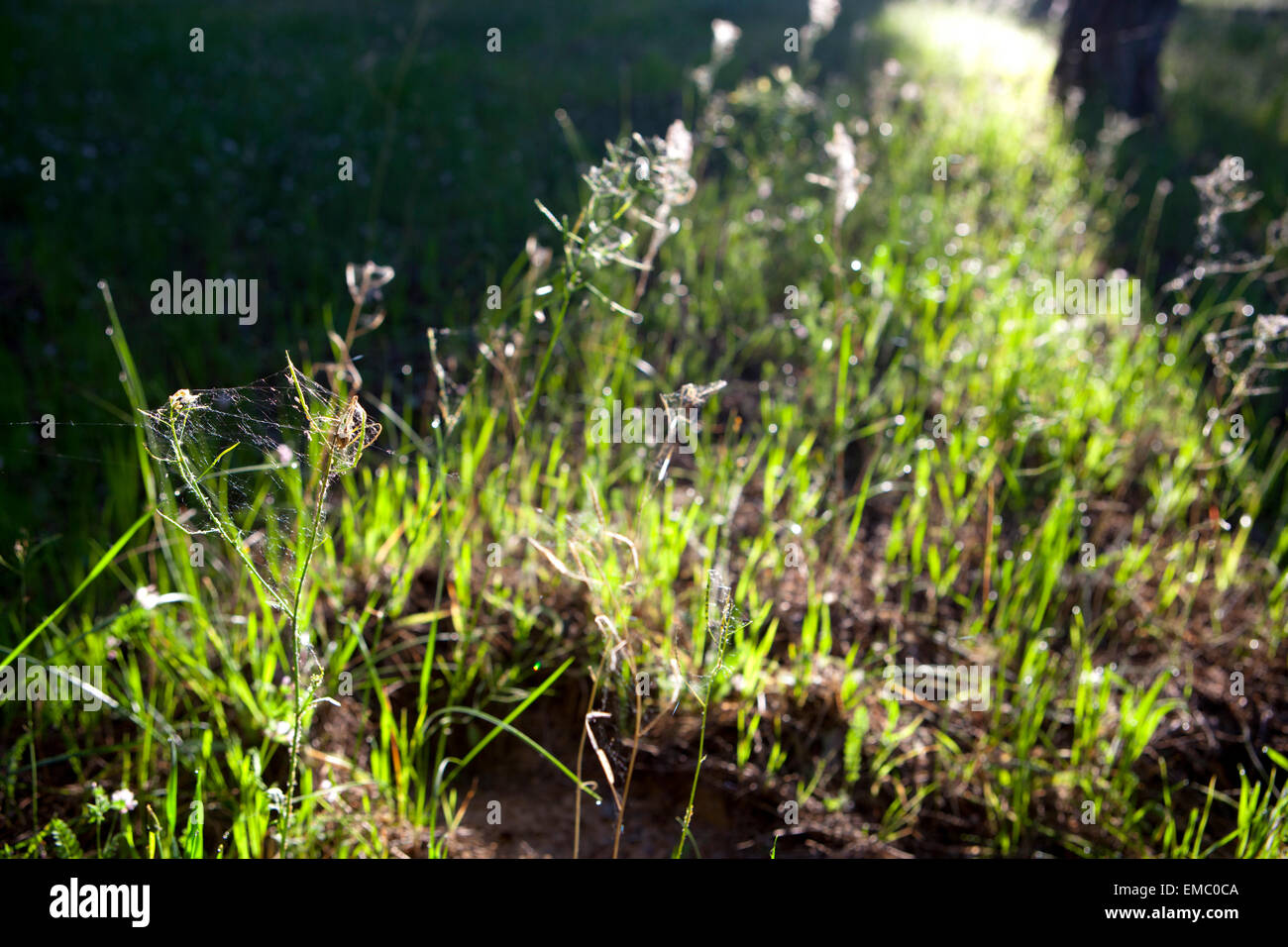 Spider in net hi-res stock photography and images - Alamy