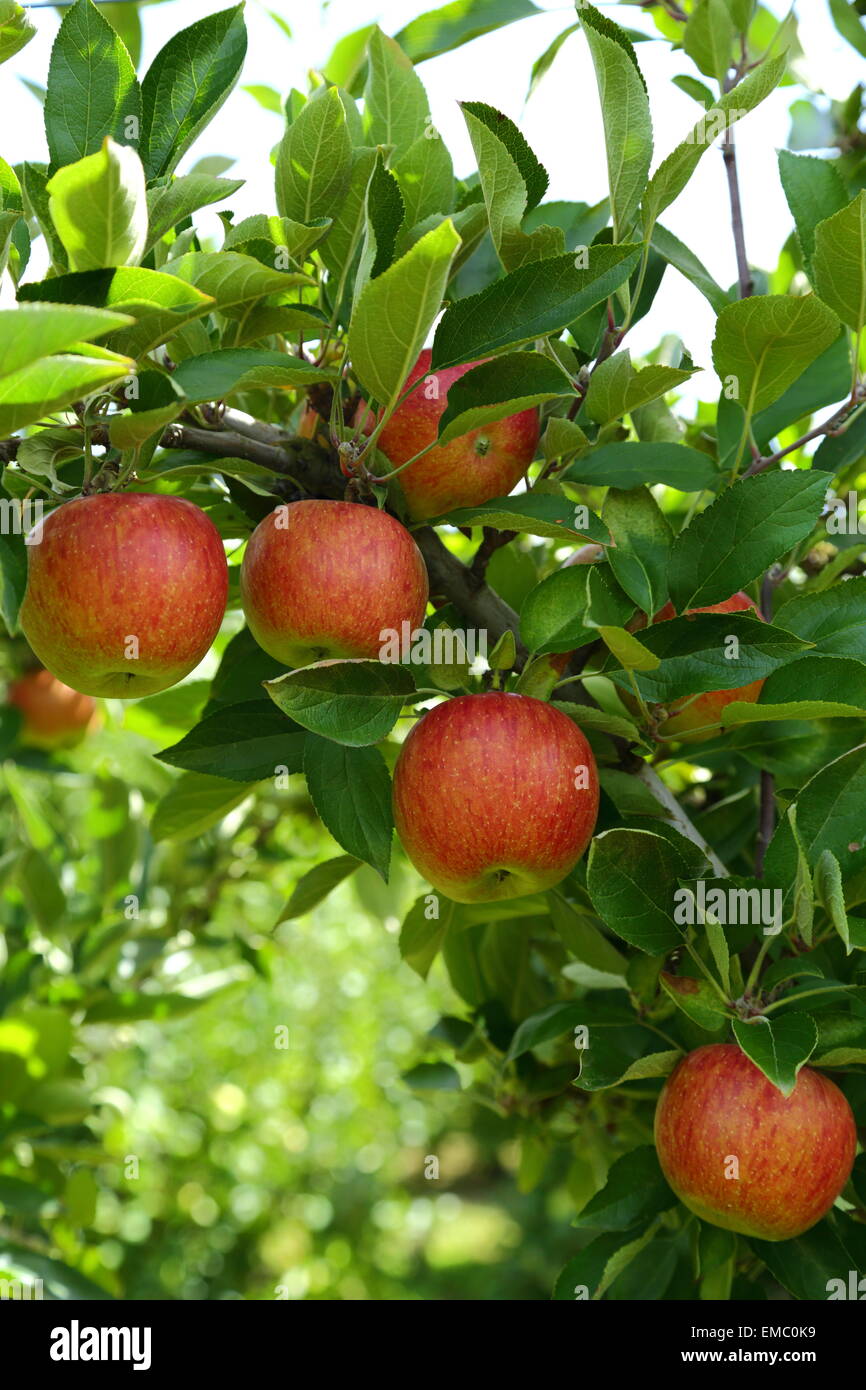 Braeburn i hi-res stock photography and images - Alamy