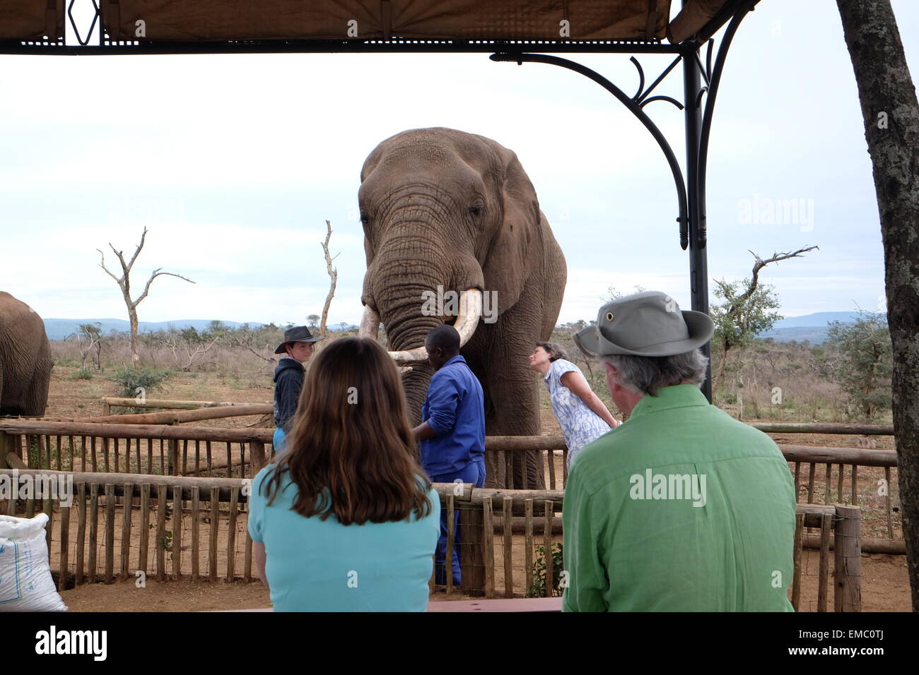Visitors attending an elephant interaction at an instructional venue on ...