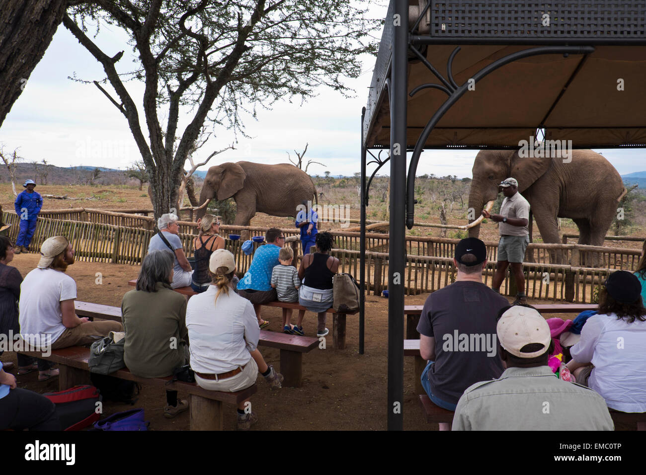 Visitors attending an elephant interaction at an instructional venue on ...