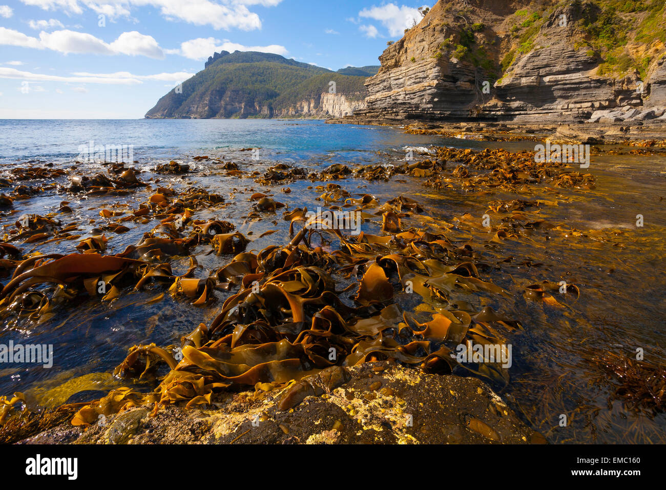 Kelp at Fossil Bay - Maria Island National Park - Tasmania - Australia ...