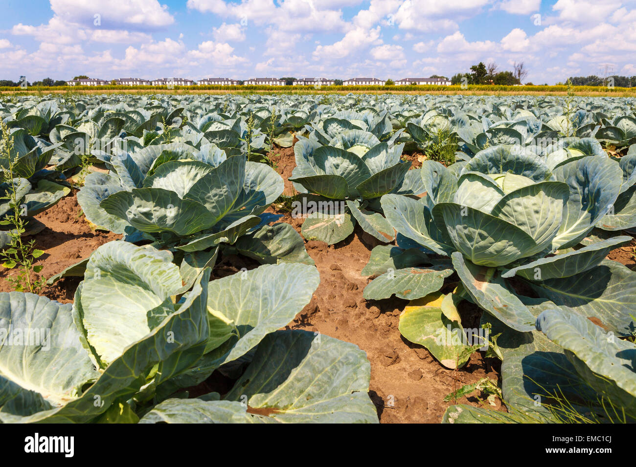 Mature cabbage plant hi-res stock photography and images - Alamy