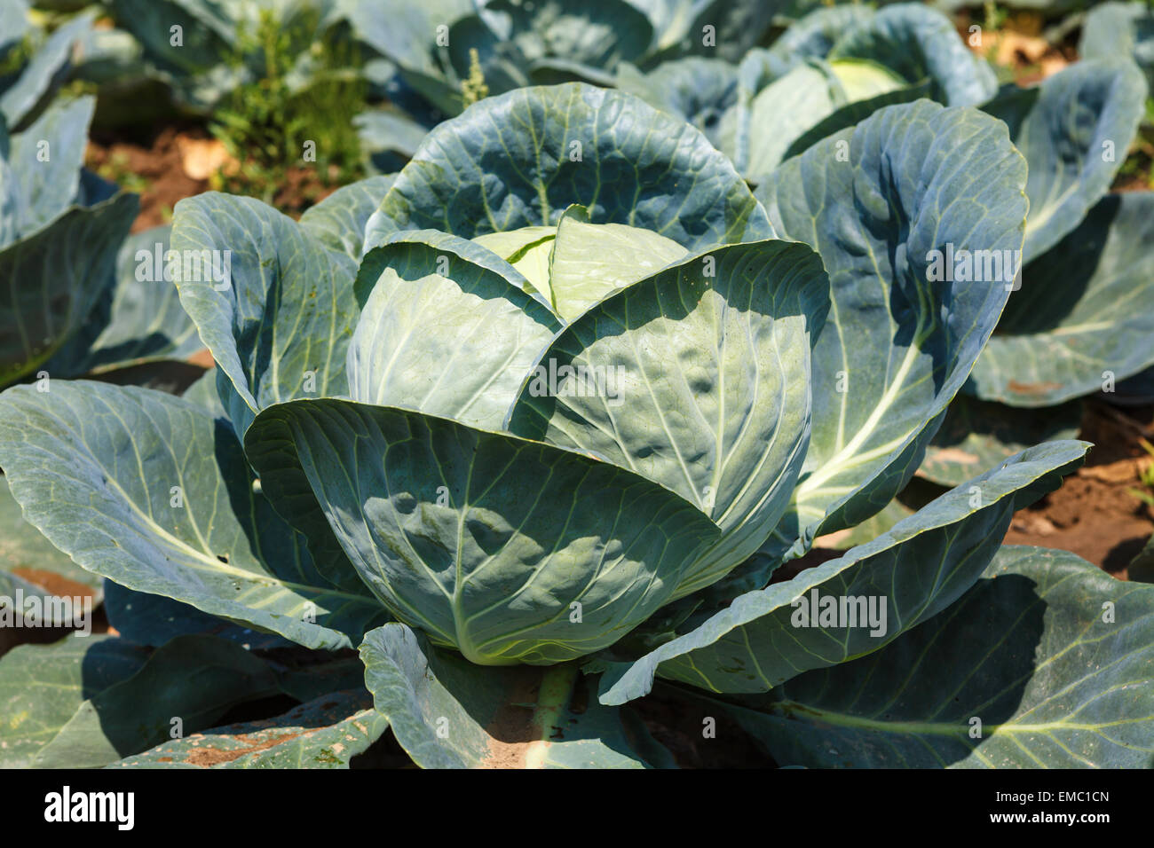 Mature cabbage plant hi-res stock photography and images - Alamy