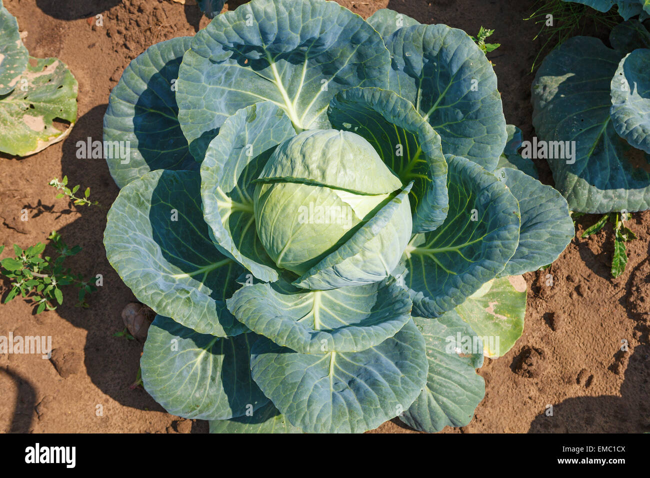 Mature cabbage plant hi-res stock photography and images - Alamy