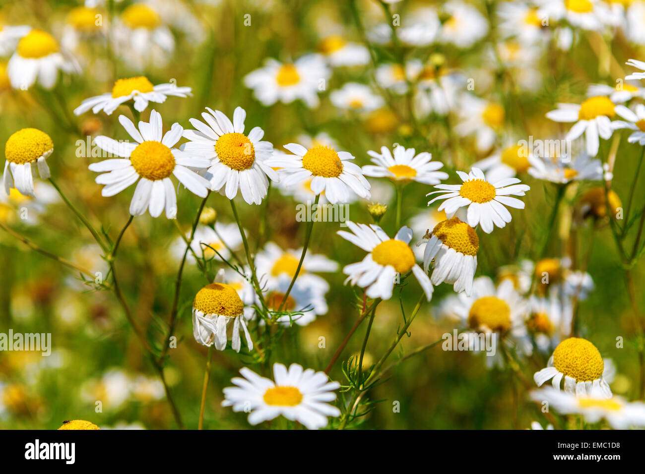 Field chamomile hi-res stock photography and images - Alamy