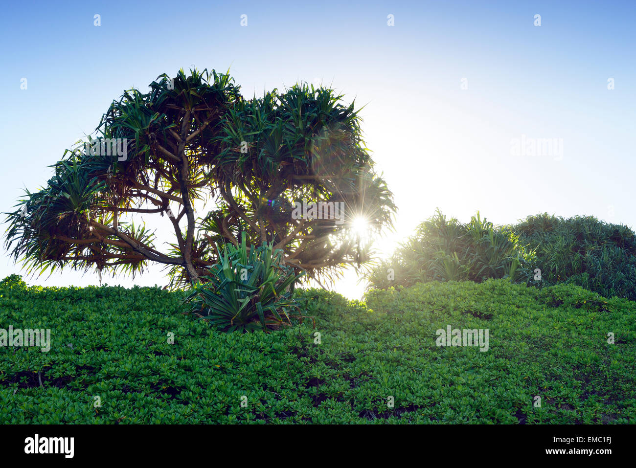 USA, Hawaii, Maui, Haleakala National Park, landscape at Oheo Gulch in ...