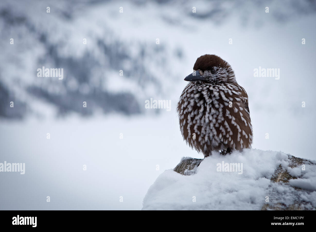 Nutcracker bird hi-res stock photography and images - Alamy