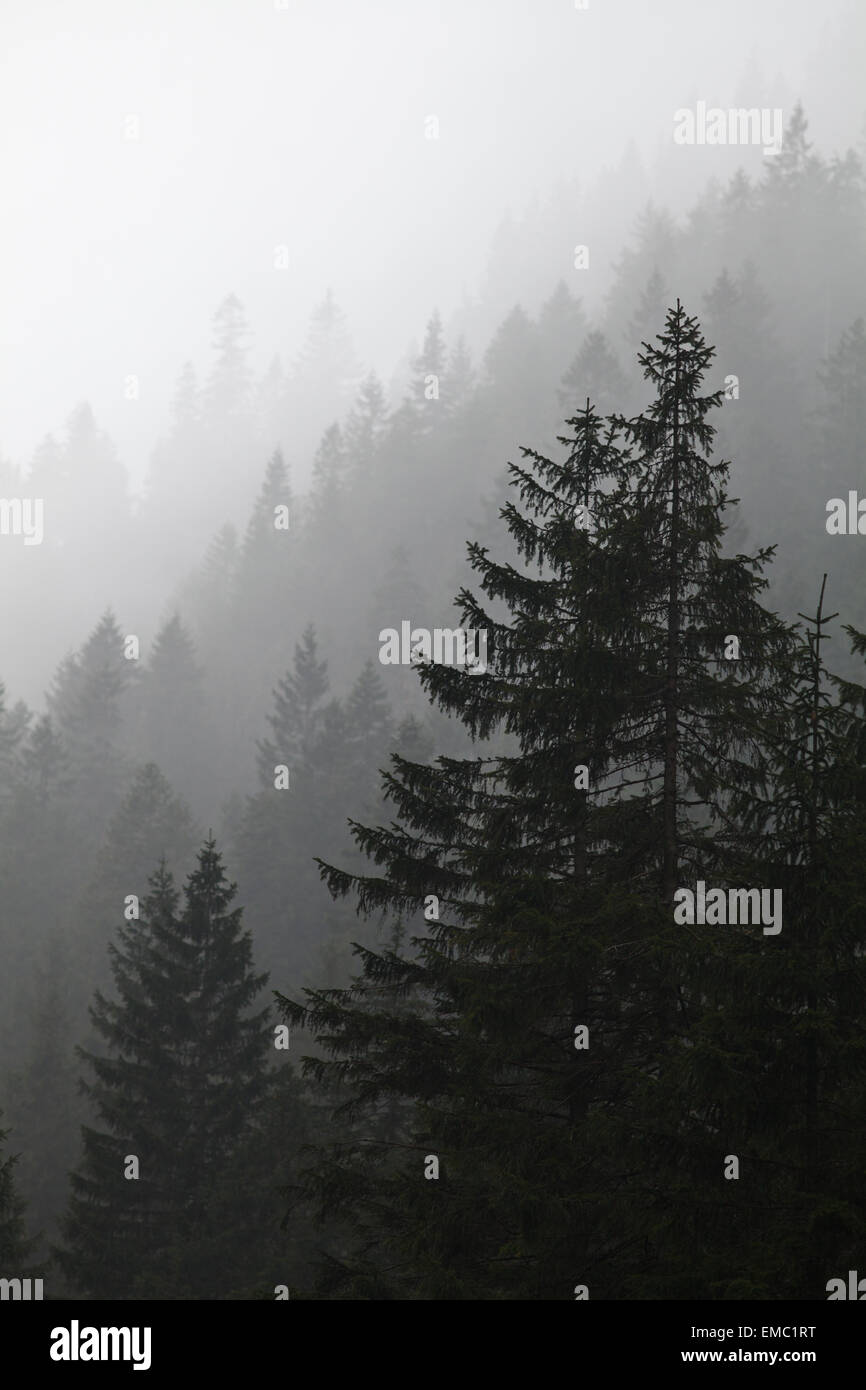 Sad forest hi-res stock photography and images - Alamy