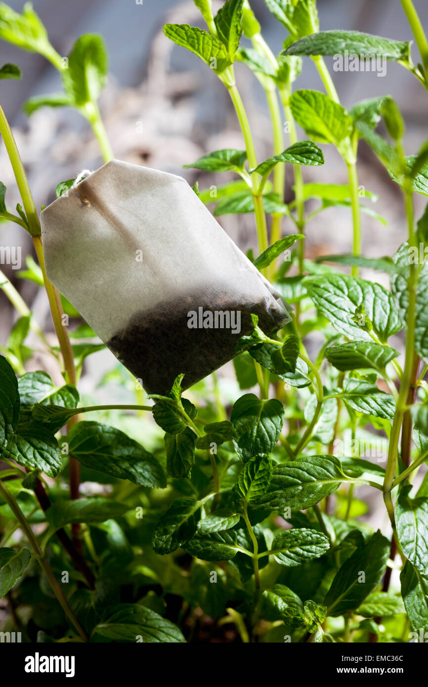 Green tea bag not cup hi-res stock photography and images - Alamy