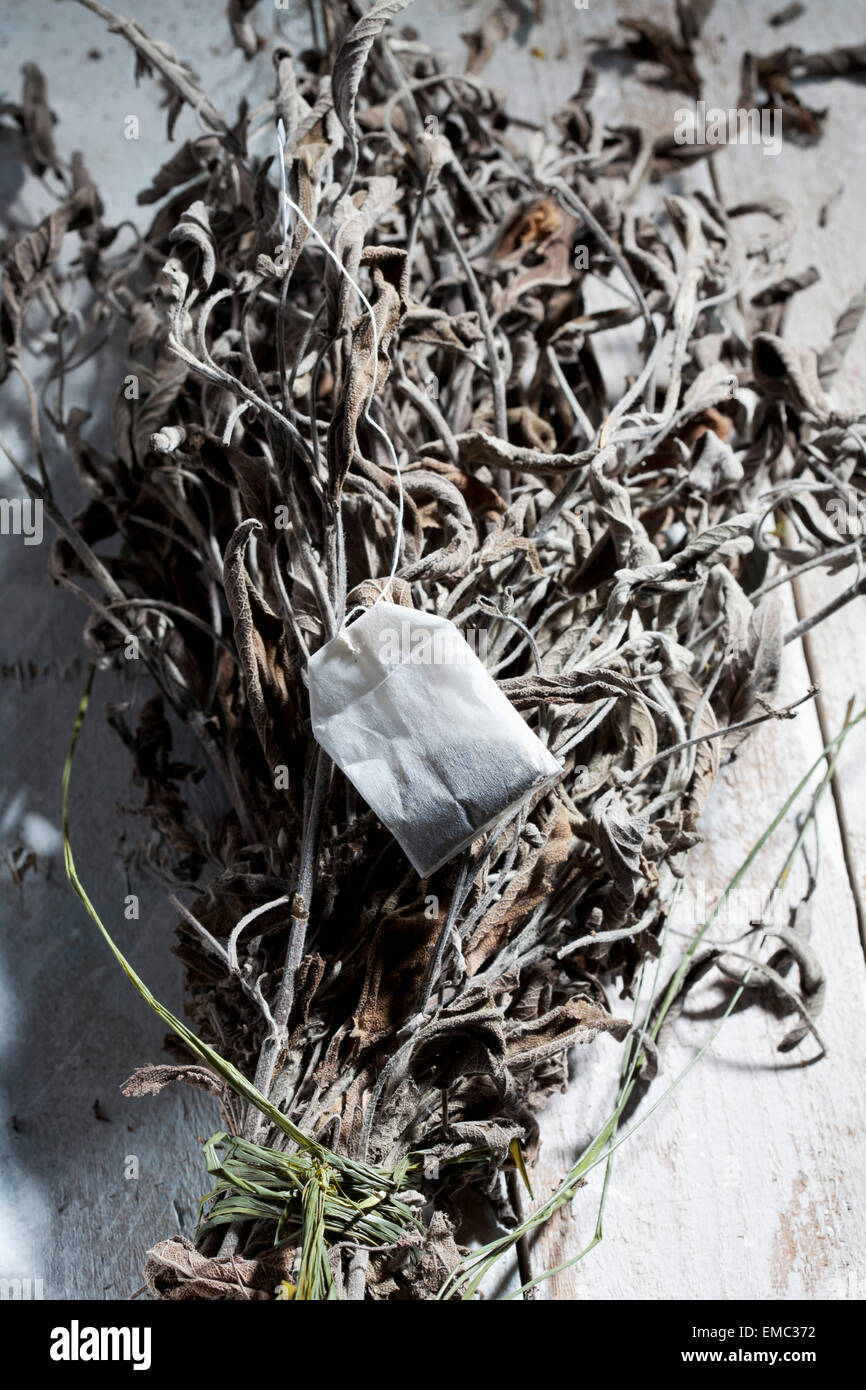 Good sage hi-res stock photography and images - Alamy