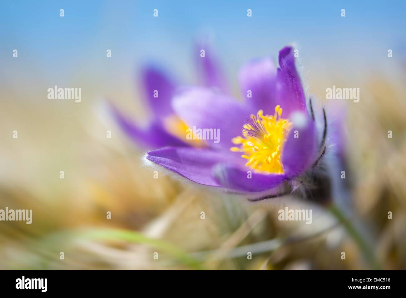 Common pasque flower, Pulsatilla, flowering Stock Photo - Alamy