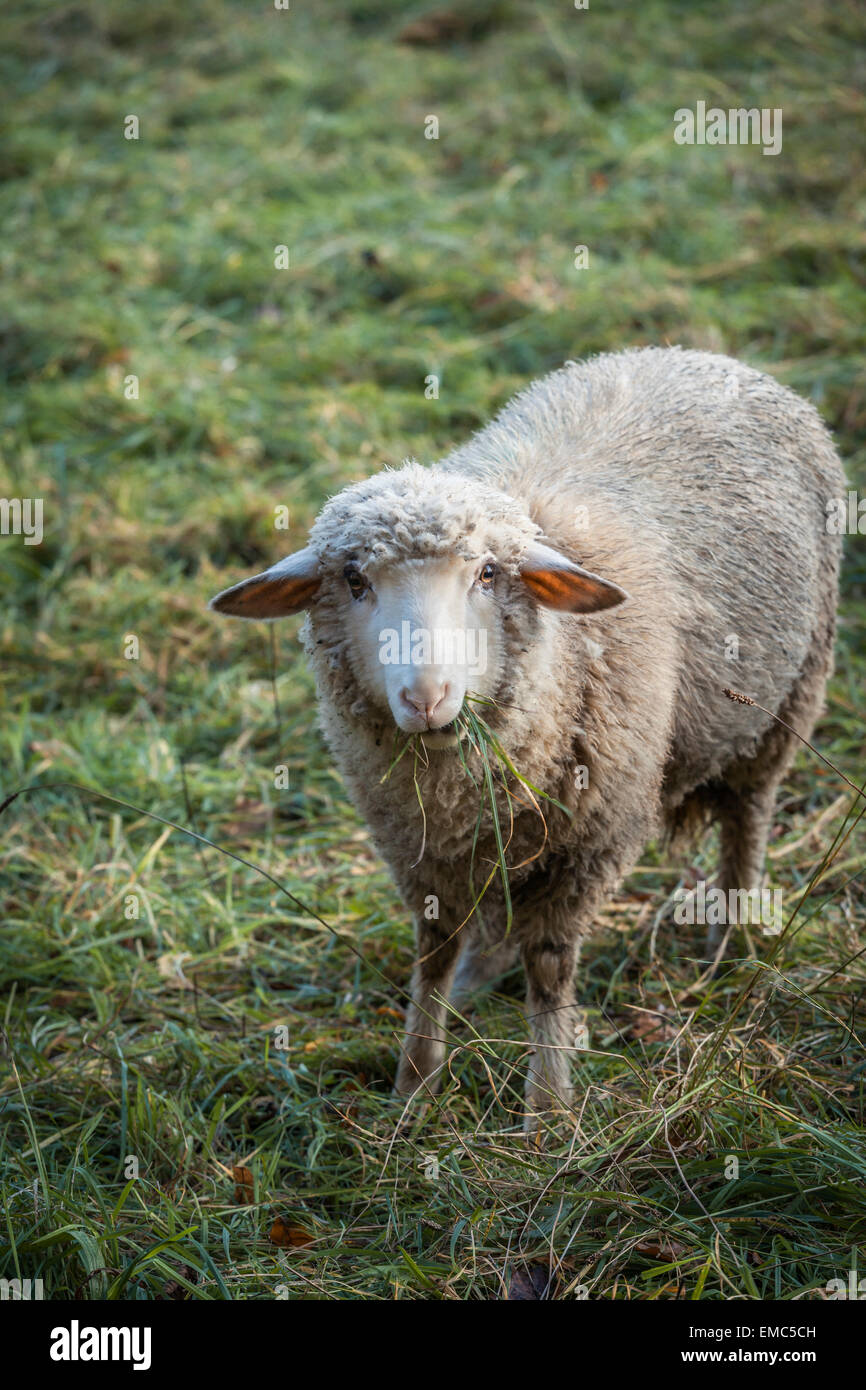 Portrait of grazing sheep Stock Photo - Alamy