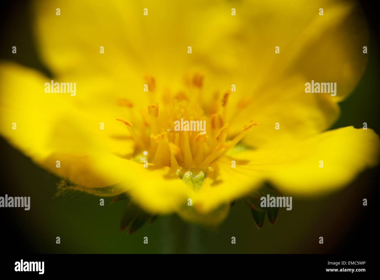 Flower biology hi-res stock photography and images - Alamy