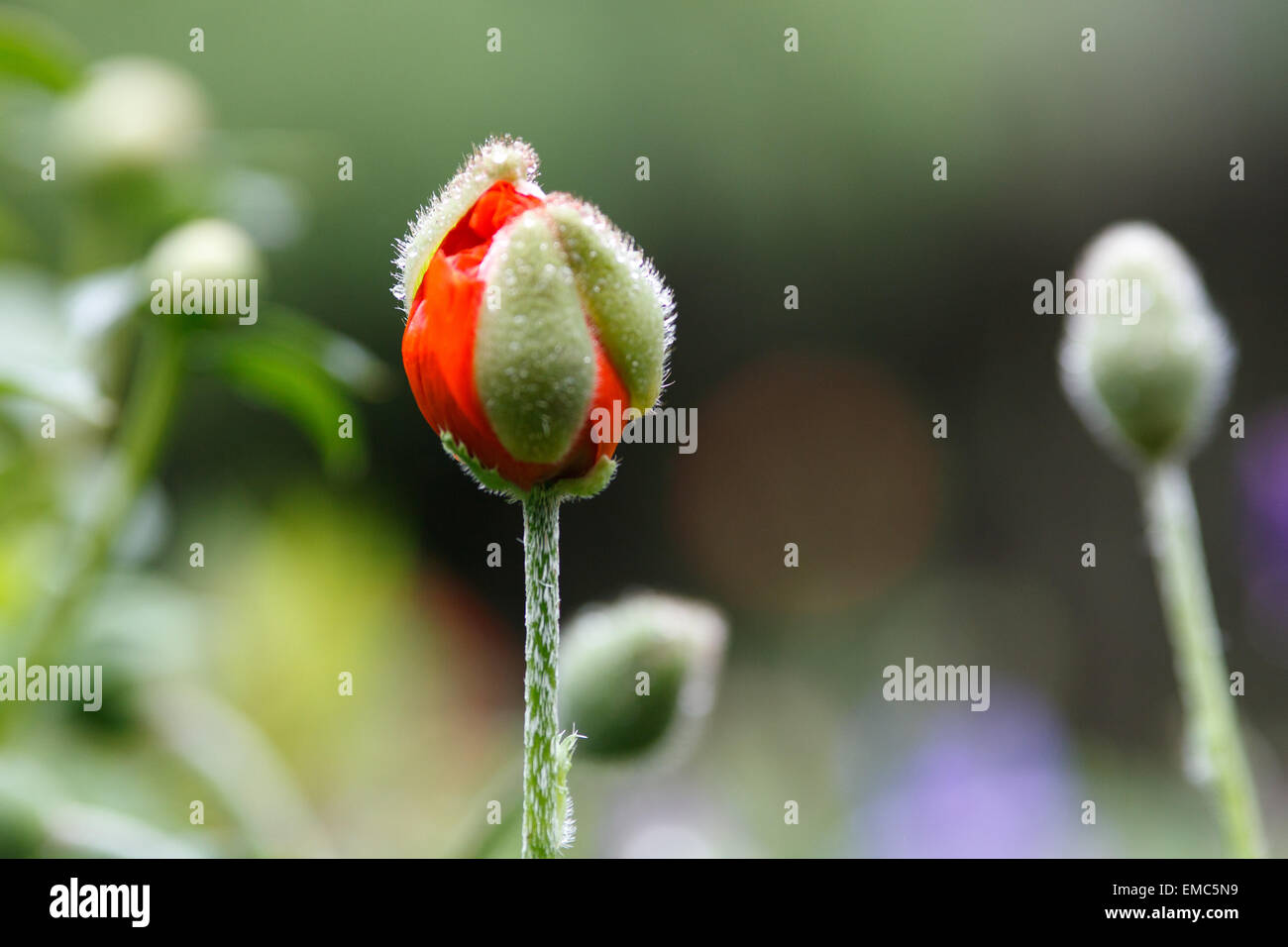 Poppy bud hi-res stock photography and images - Alamy