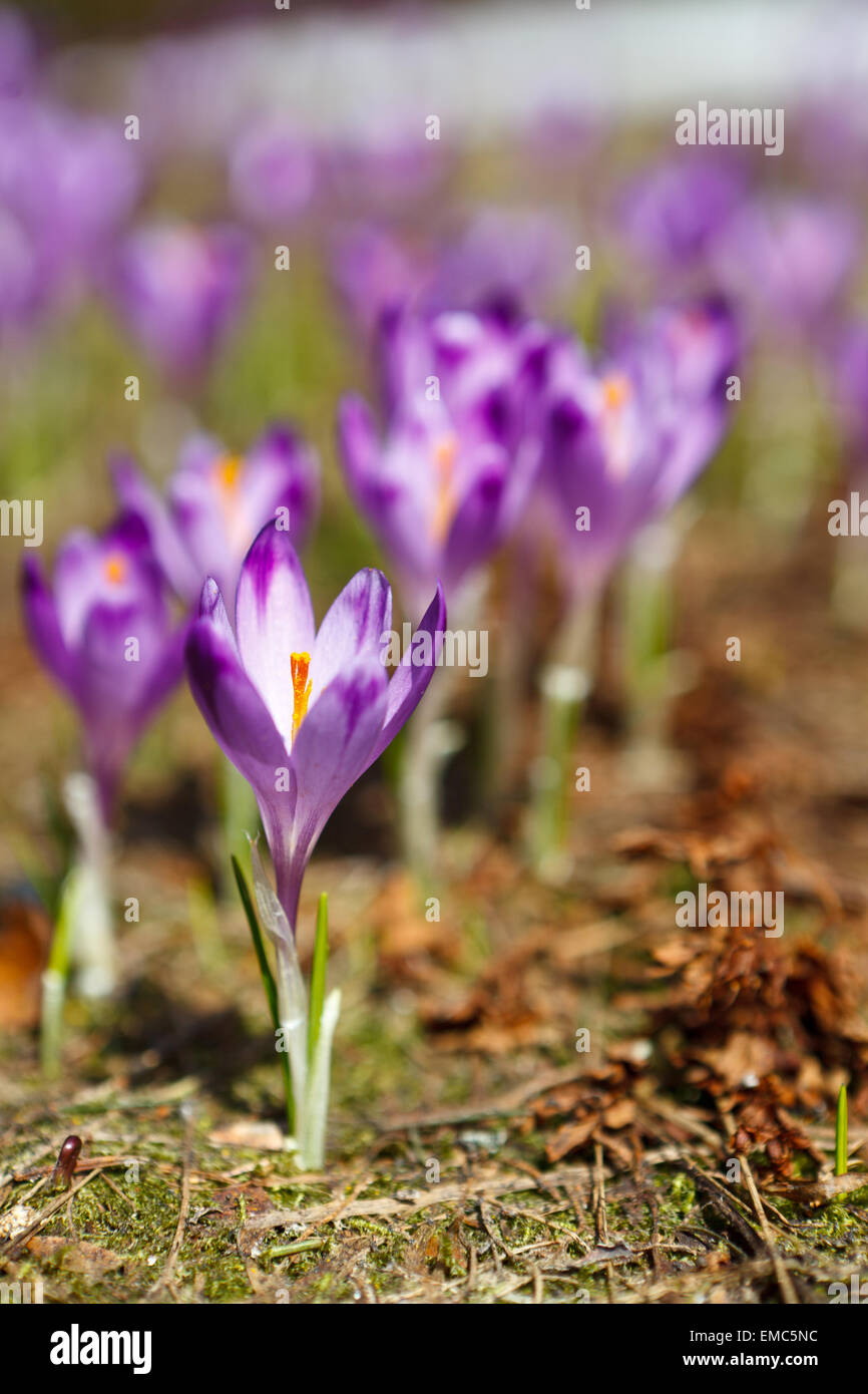 Delicate romantic crocus flower hi-res stock photography and images - Alamy