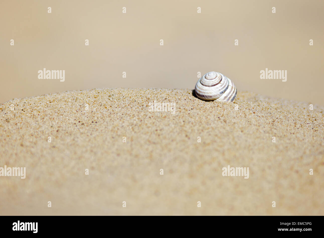 One shell on the beach Stock Photo - Alamy