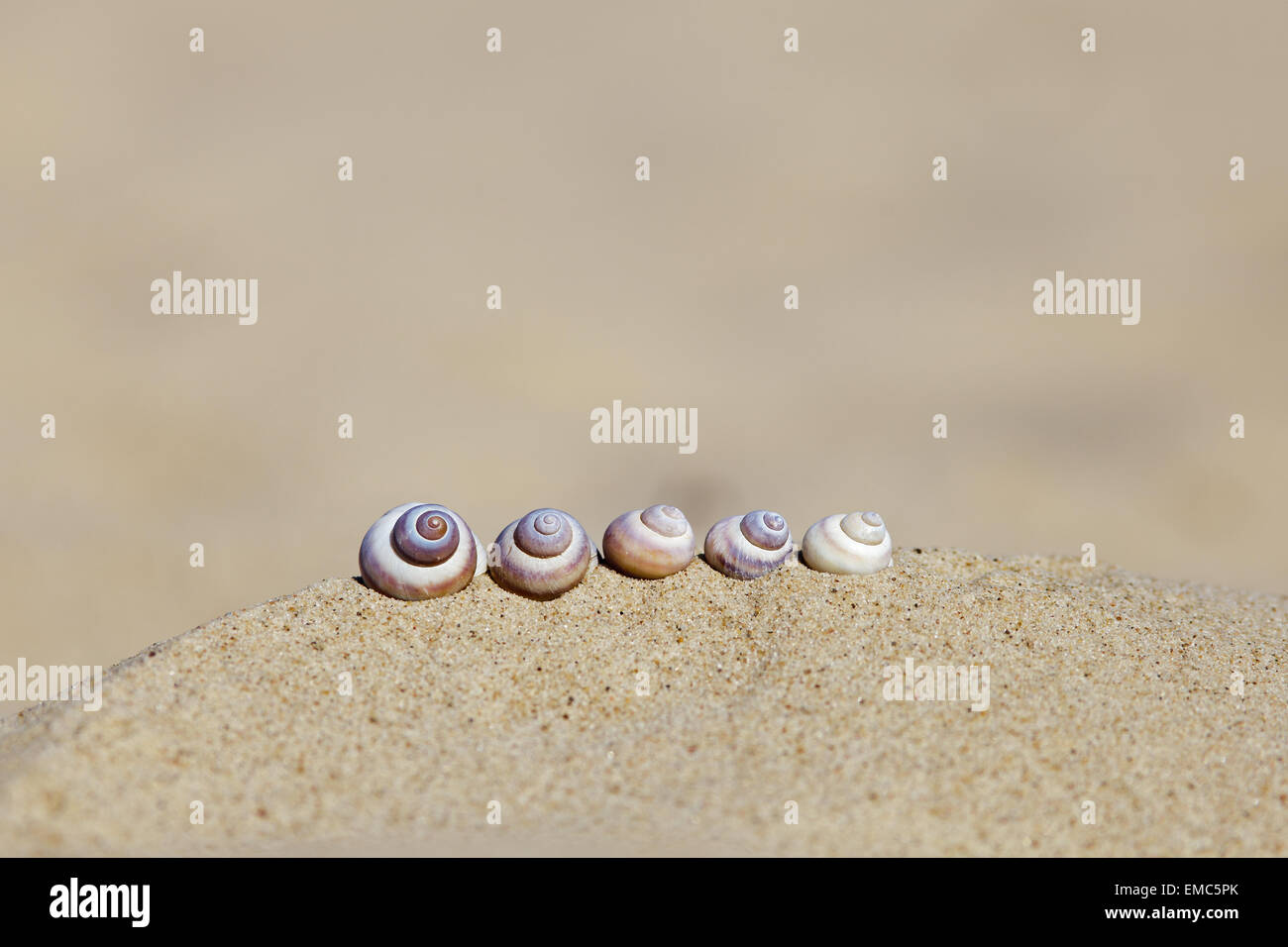 Five shells on the beach Stock Photo - Alamy