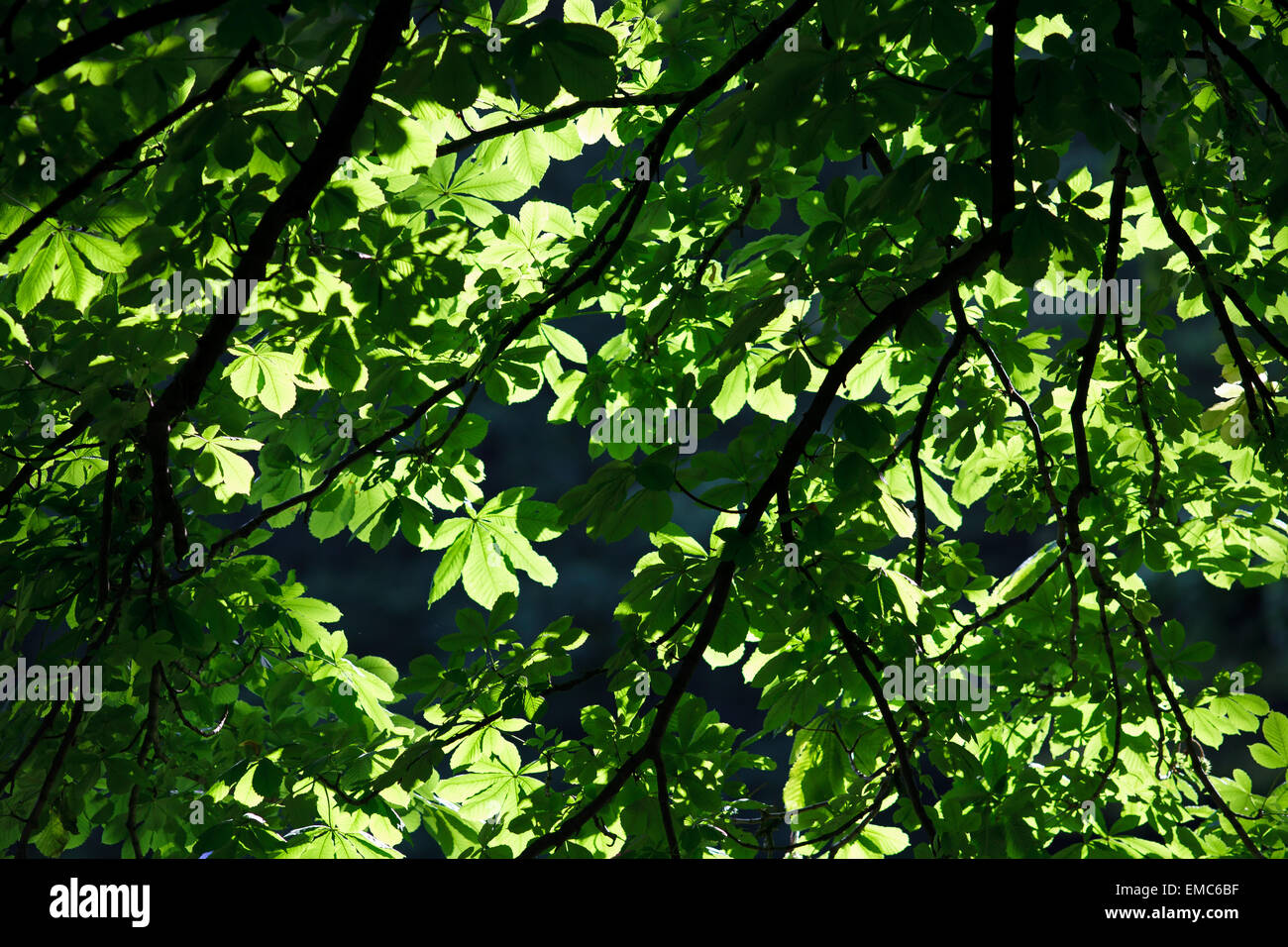 Tree green summer treetop hi-res stock photography and images - Alamy