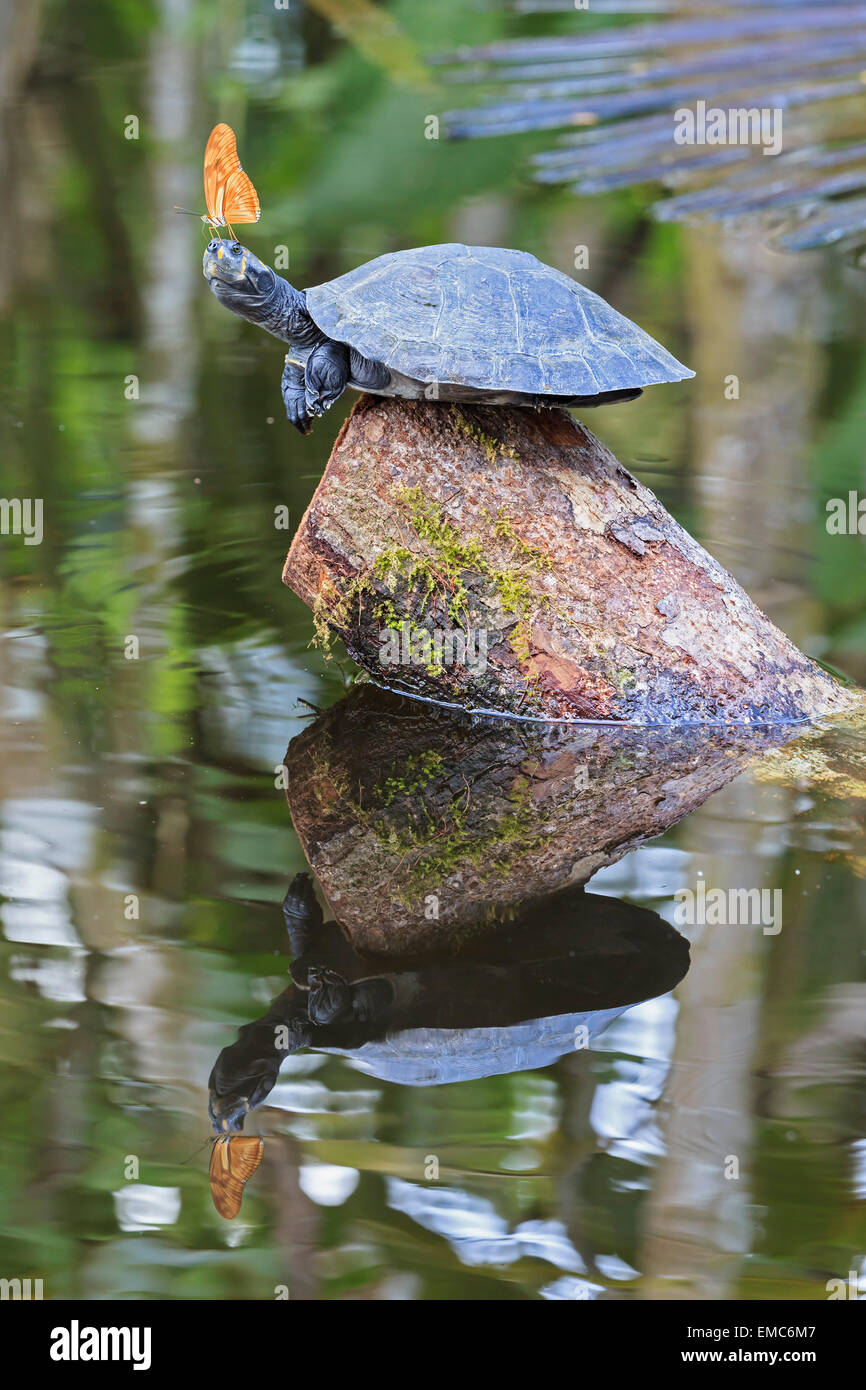 Turtle butterfly hi-res stock photography and images - Alamy