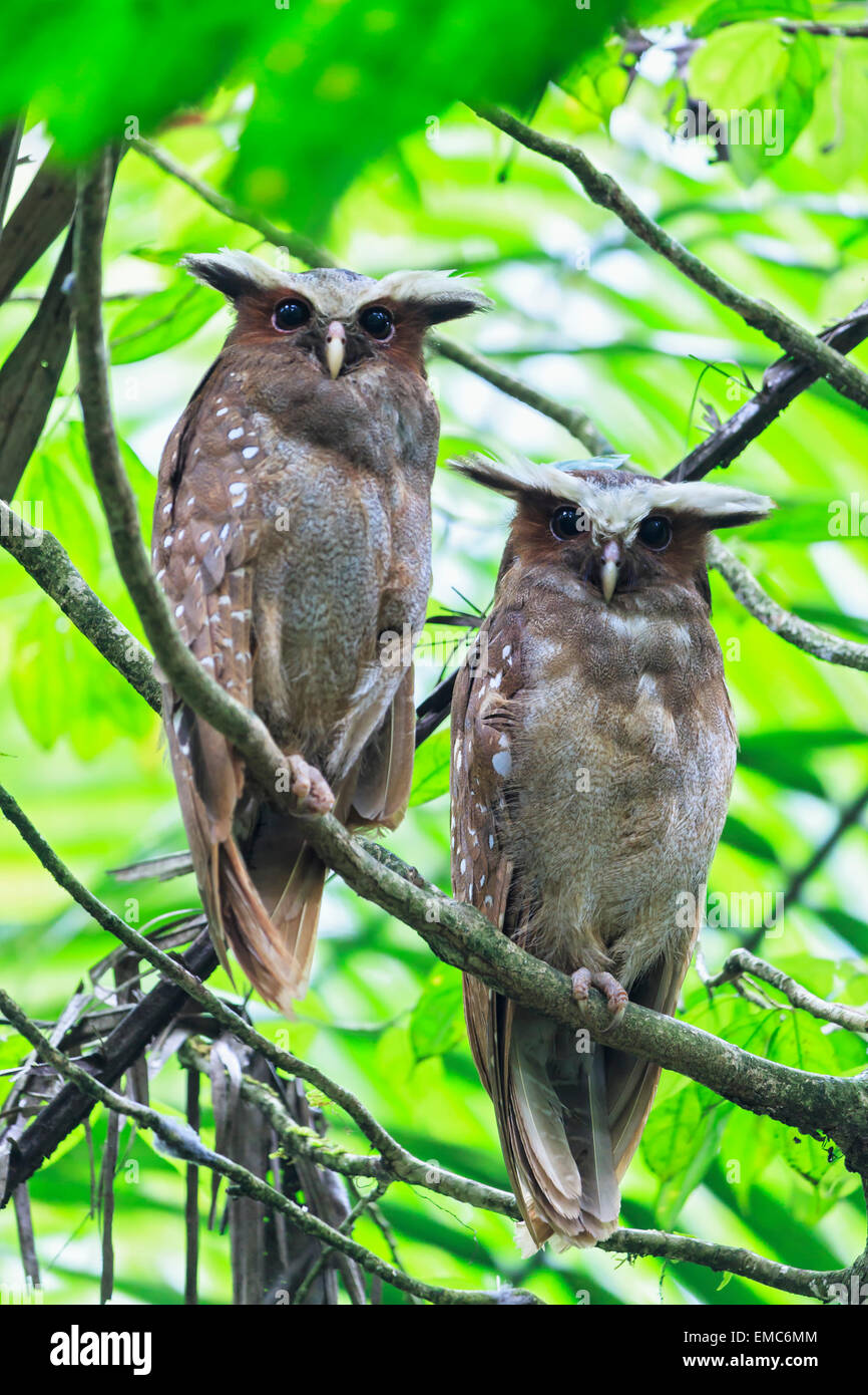 Ecuador, Amazonas River Region, two Crested owls on branch Stock Photo ...