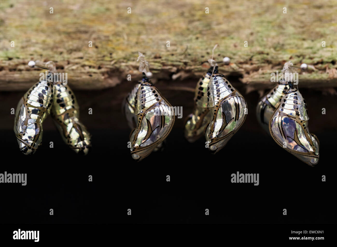 Ecuador, Amazonas River Region, chrysalis of Lycorea butterlie Stock ...