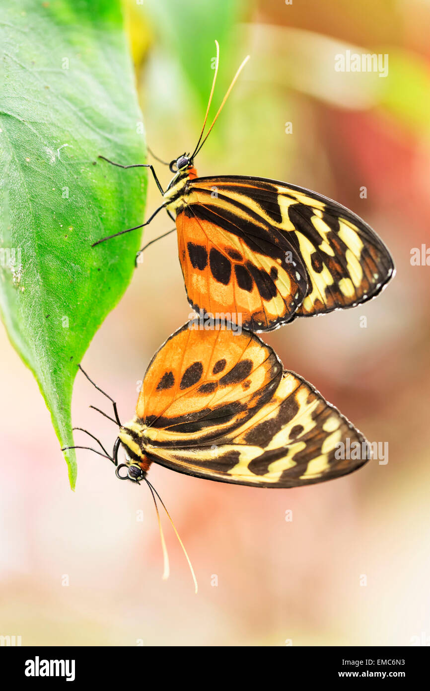Amazon butterflies hi-res stock photography and images - Alamy