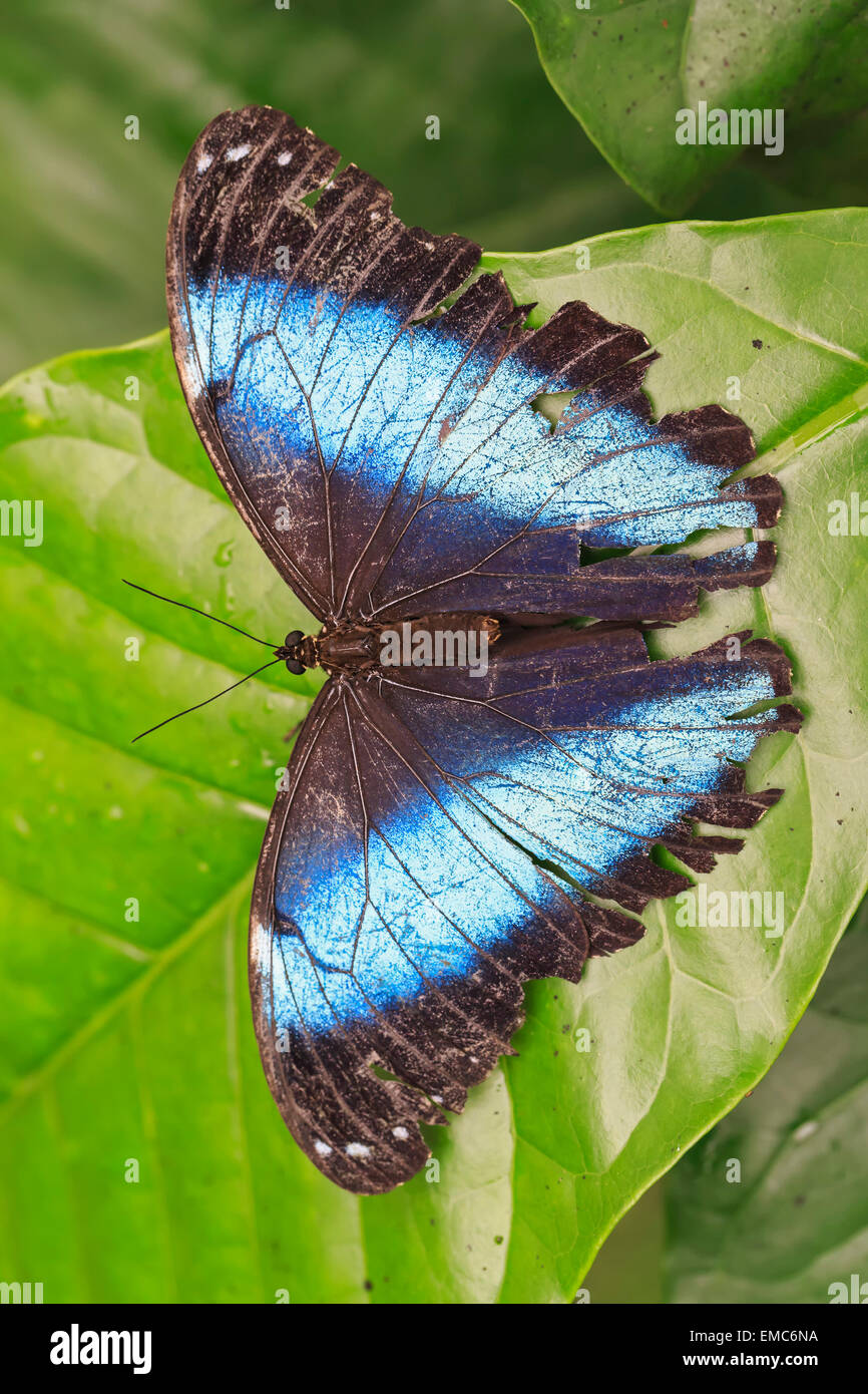 Ecuador, Amazonas River Region, blue morpho on leaf Stock Photo - Alamy