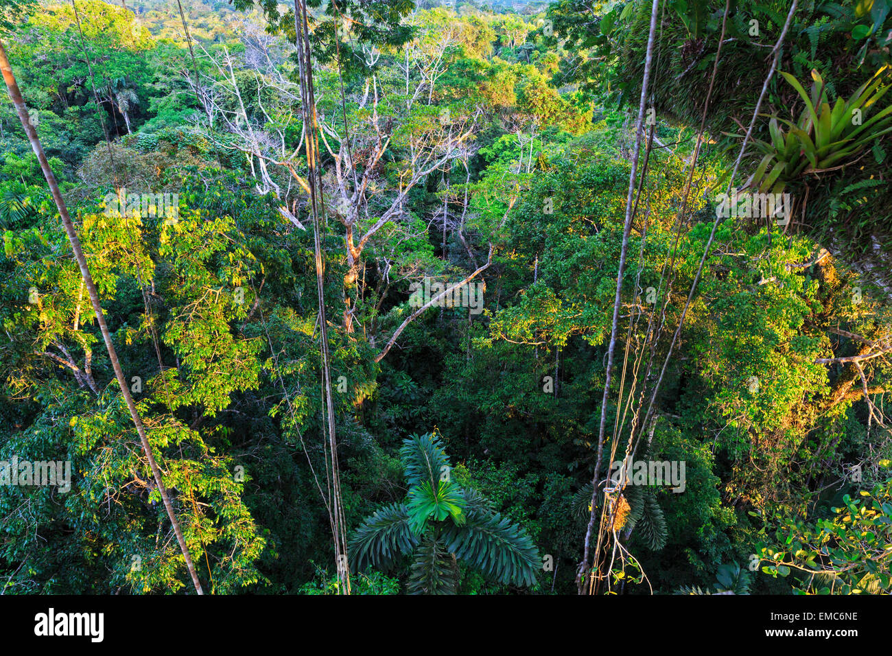 Ecuador, Amazon River region, treetops in rain forest Stock Photo - Alamy