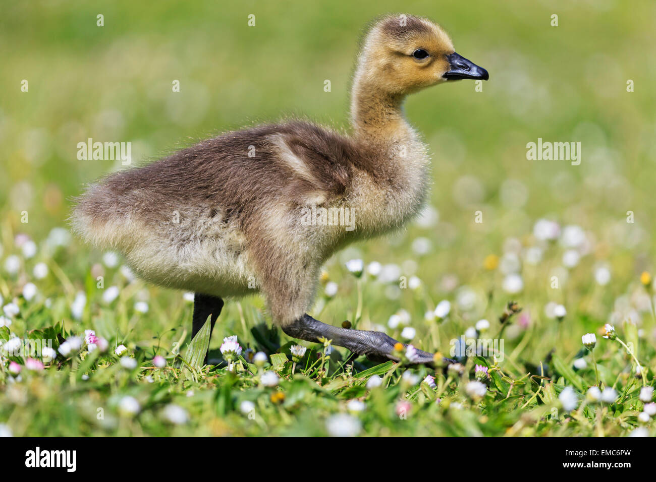 Goose flower hi-res stock photography and images - Alamy