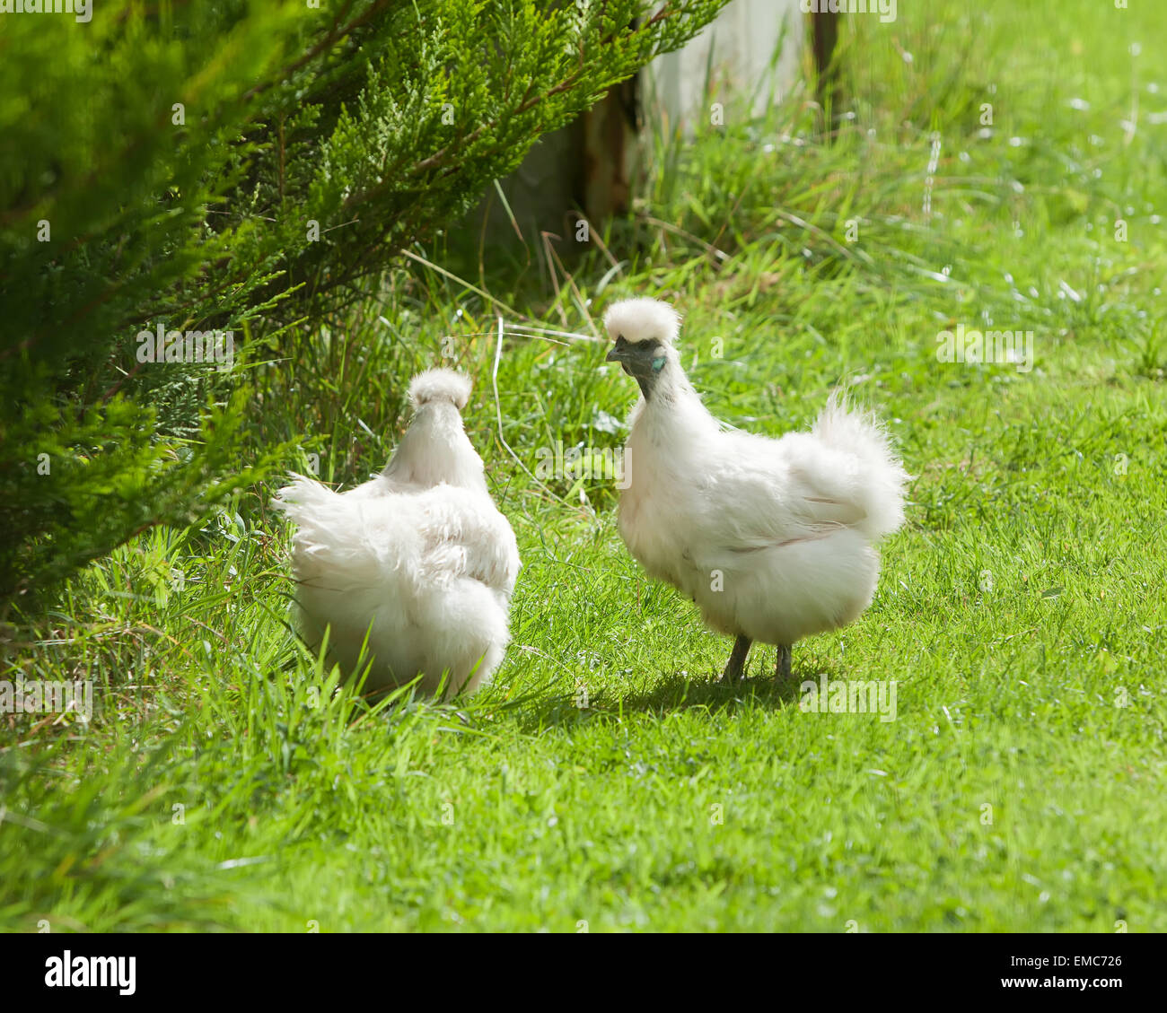 chinese silky chickens Stock Photo - Alamy
