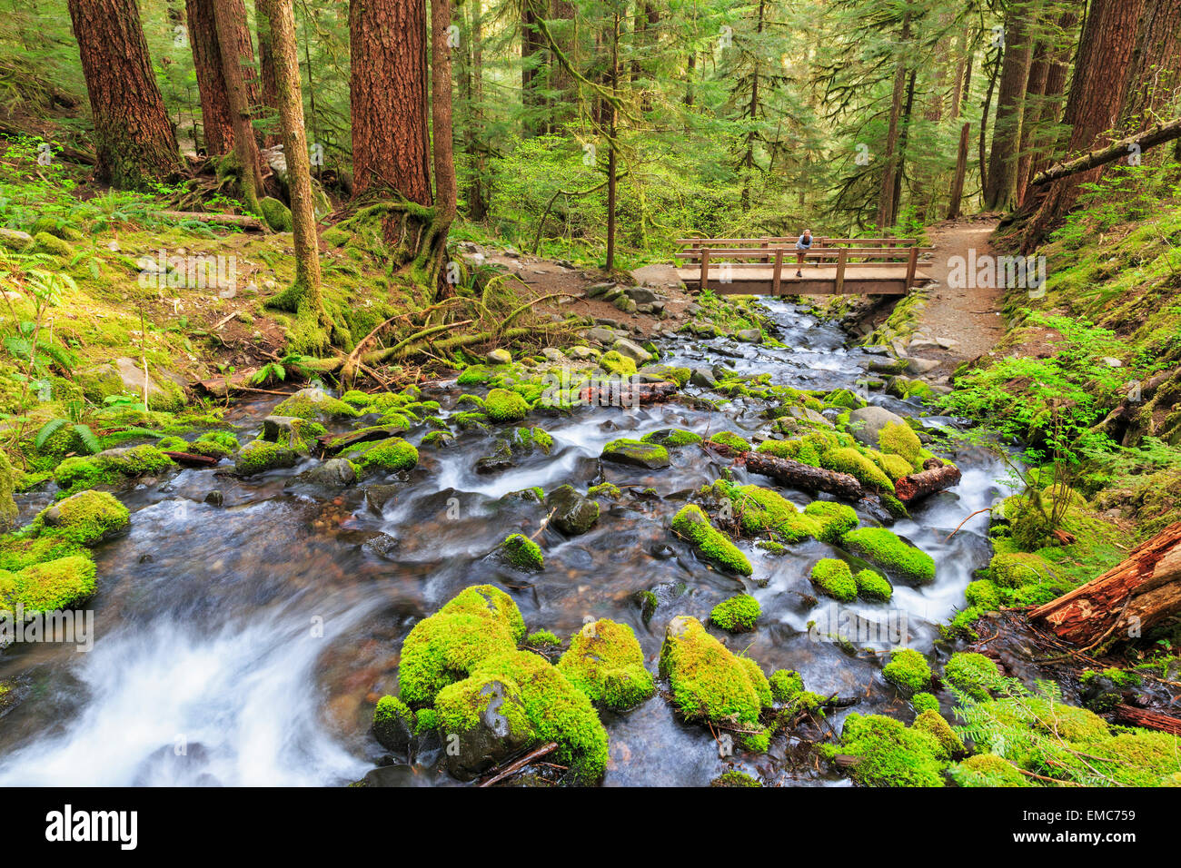 USA, Washington State, Olympic National Park, View of sol duc river ...