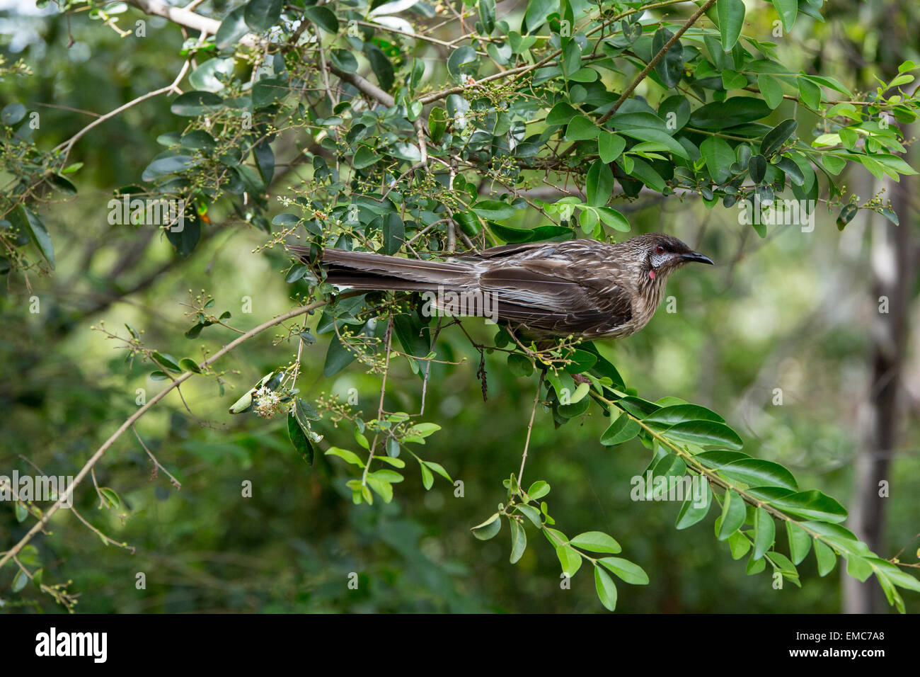 Wattlebird on tree branch Stock Photo - Alamy