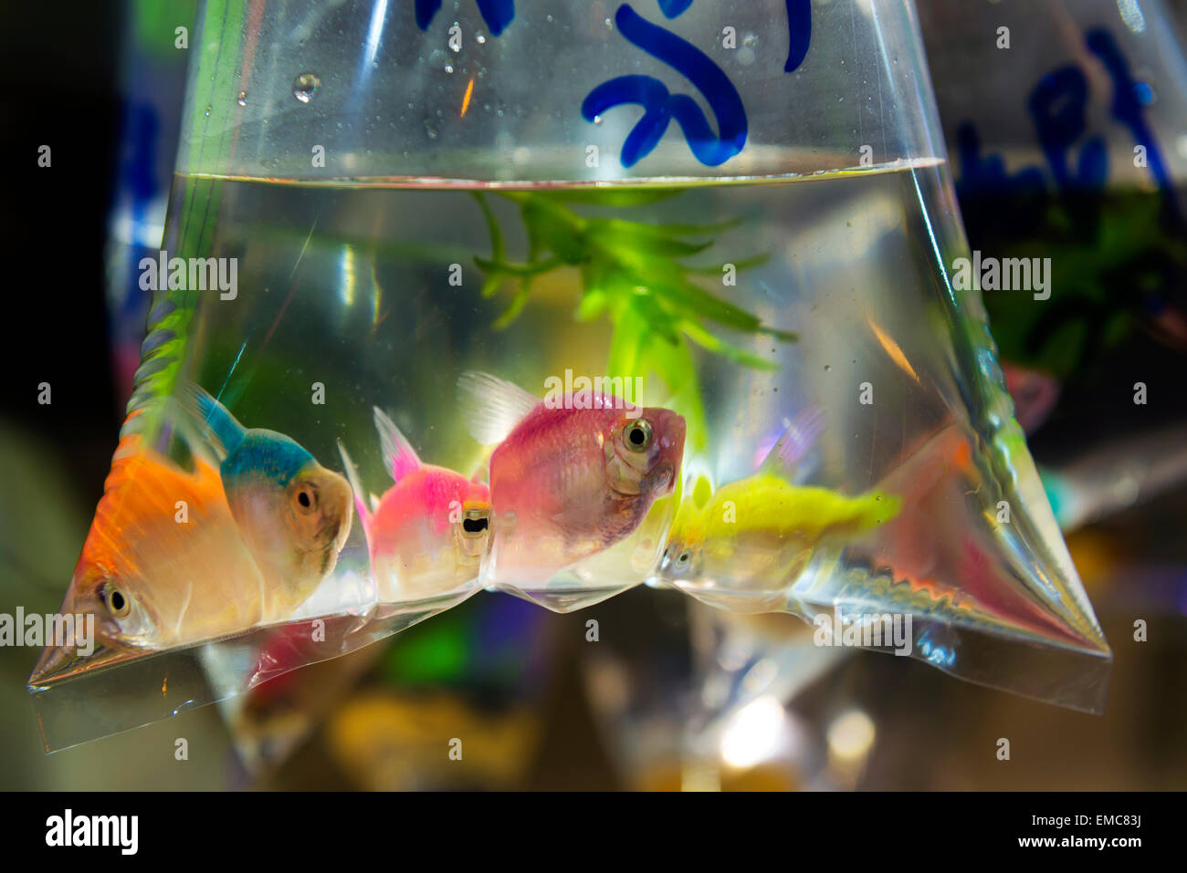 China, Hong Kong, Kowloon, fish in a plastic bag in the fish market ...