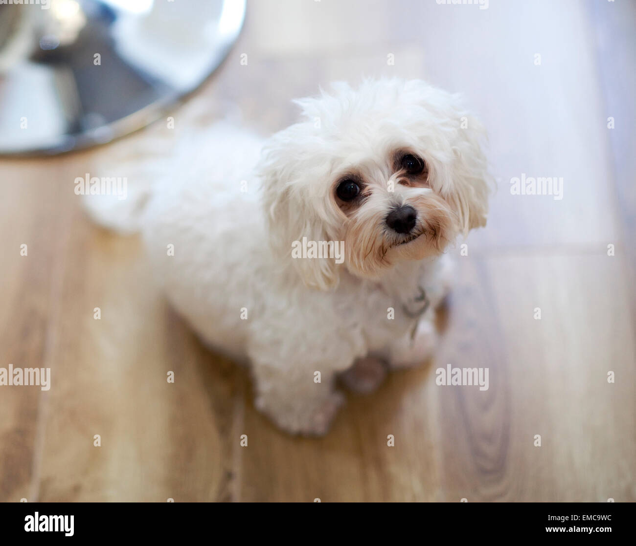 Westland Terrier High Resolution Stock Photography and Images - Alamy