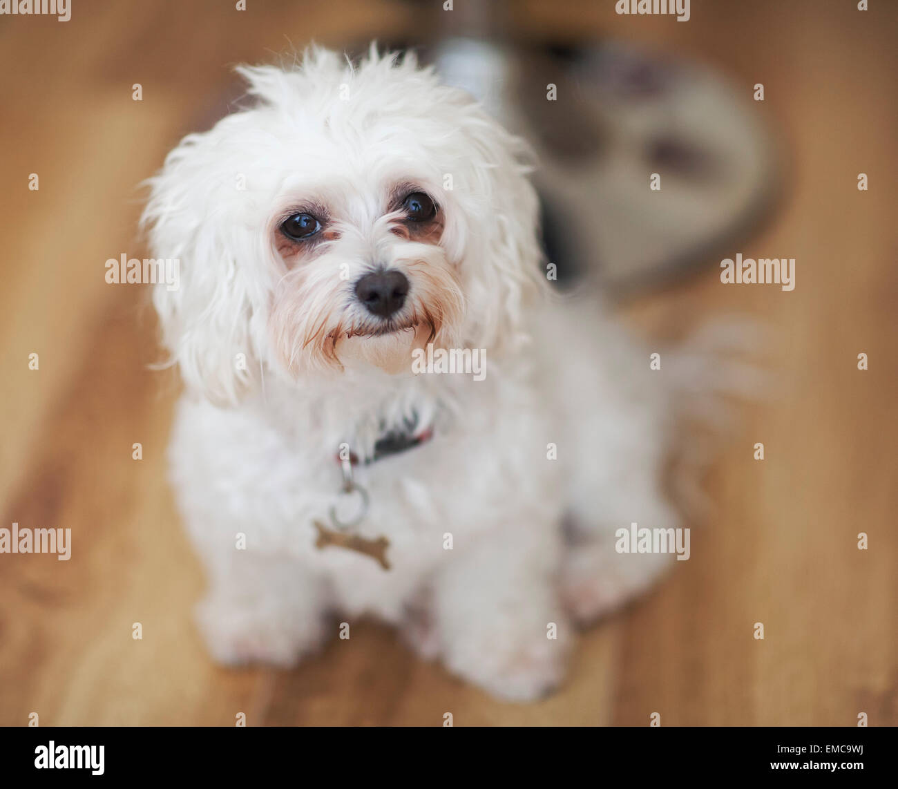 Westland terrier hi-res stock photography and images - Alamy