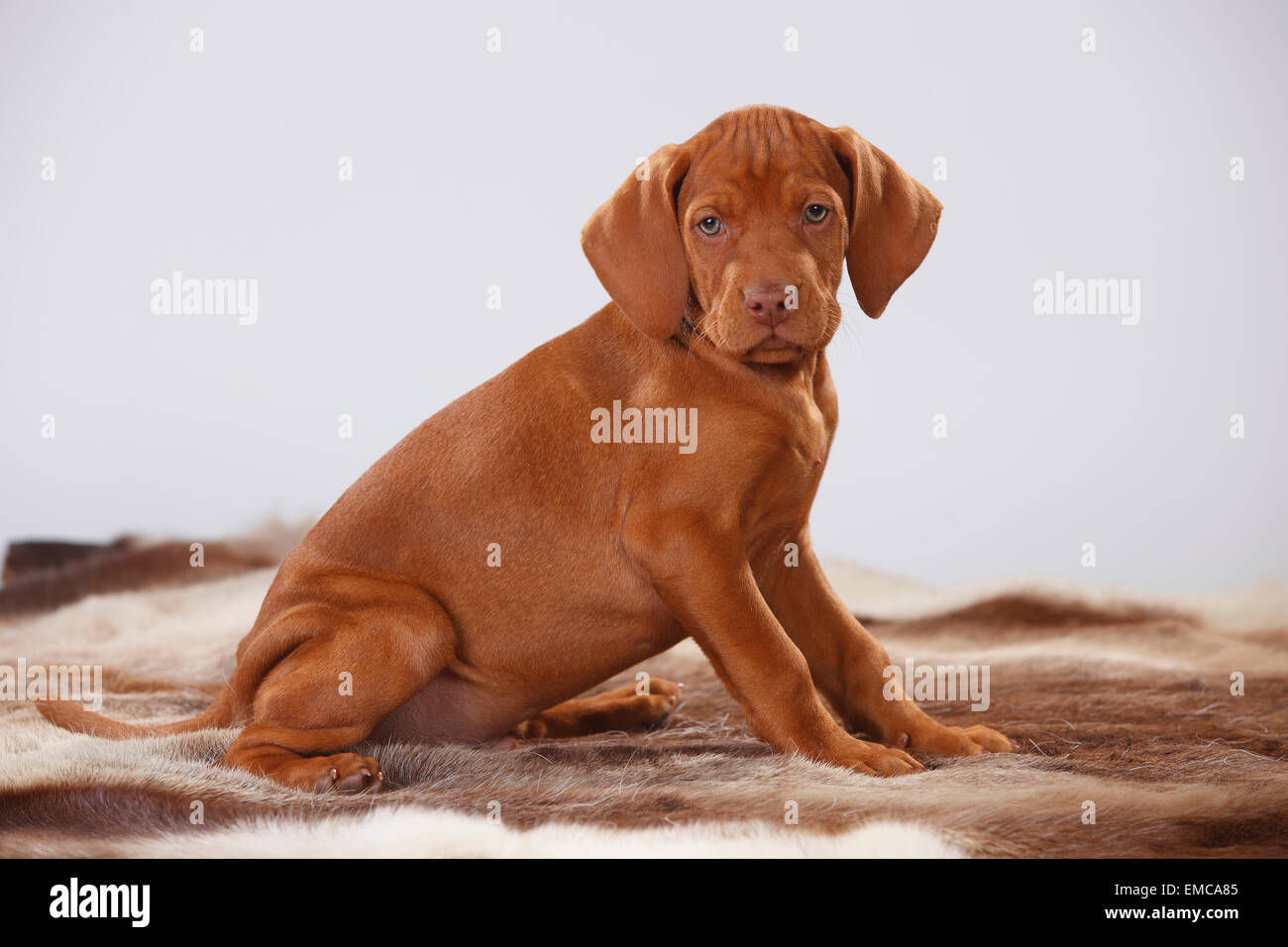 Magyar Vizsla, Hungarian Short-Haired Pointing Dog, puppy Stock Photo ...