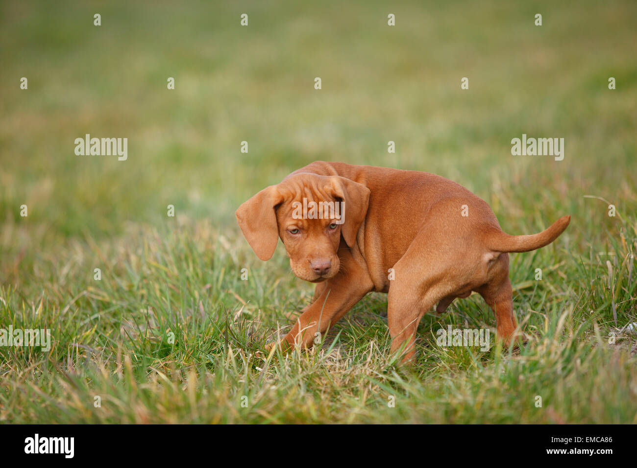 Magyar Vizsla, Hungarian Short-Haired Pointing Dog, puppy, on meadow ...