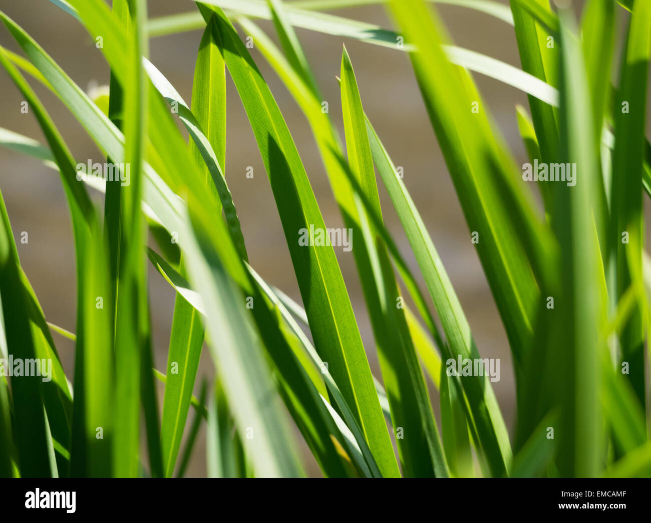 Back lit green reeds on hi-res stock photography and images - Alamy